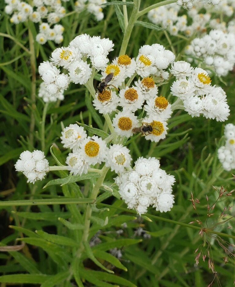 Top 10 Oregon Native Plants for Pollinators: Week 3 – Garden Ecology Lab