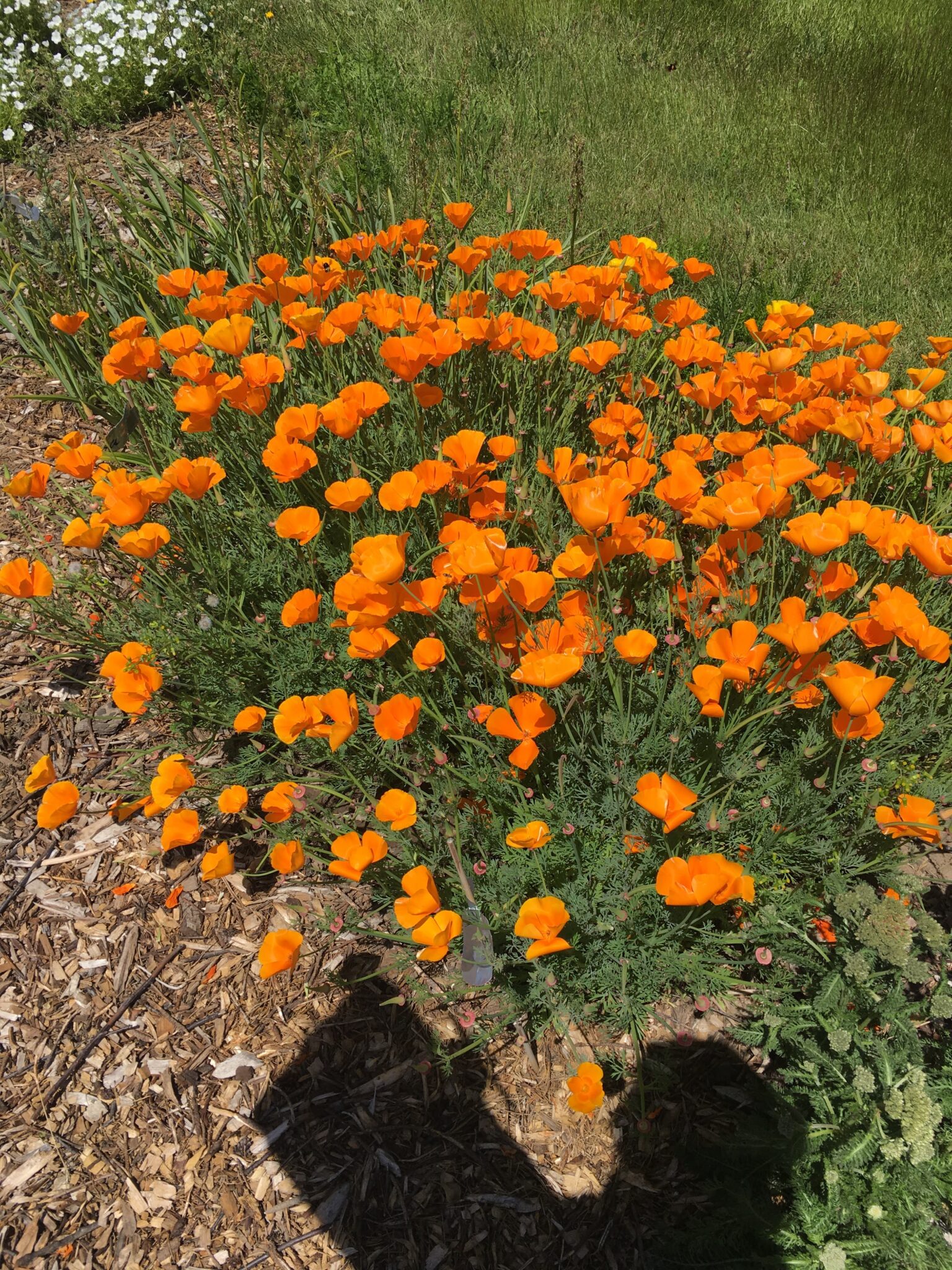Top 10 Plants for Pollinators | Garden Ecology Lab
