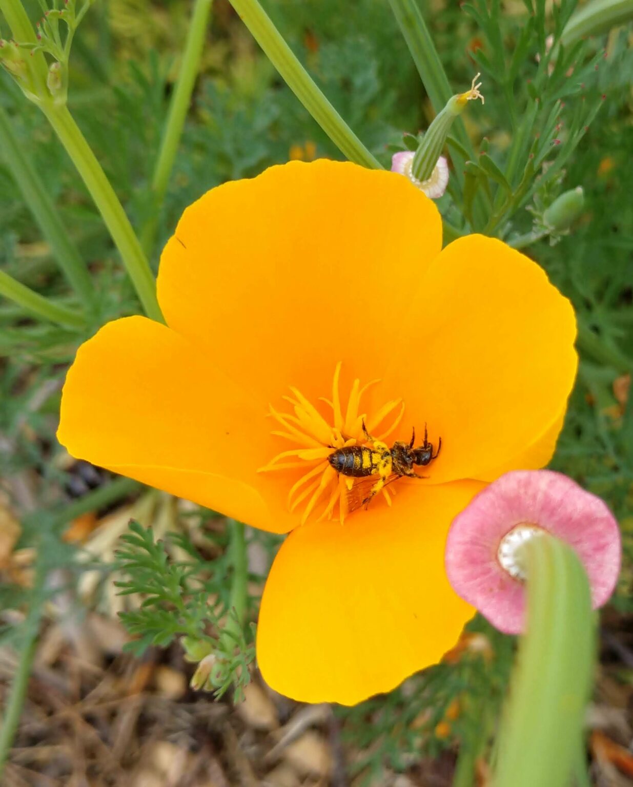 Top 10 Oregon Native Plants for Pollinators: Week 9 – Garden Ecology Lab