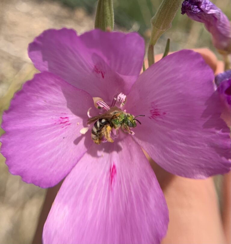 Top 10 Oregon Native Plants for Pollinators: Week 7 – Garden Ecology Lab