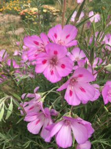 Top 10 Oregon Native Plants for Pollinators: Week 7 – Garden Ecology Lab