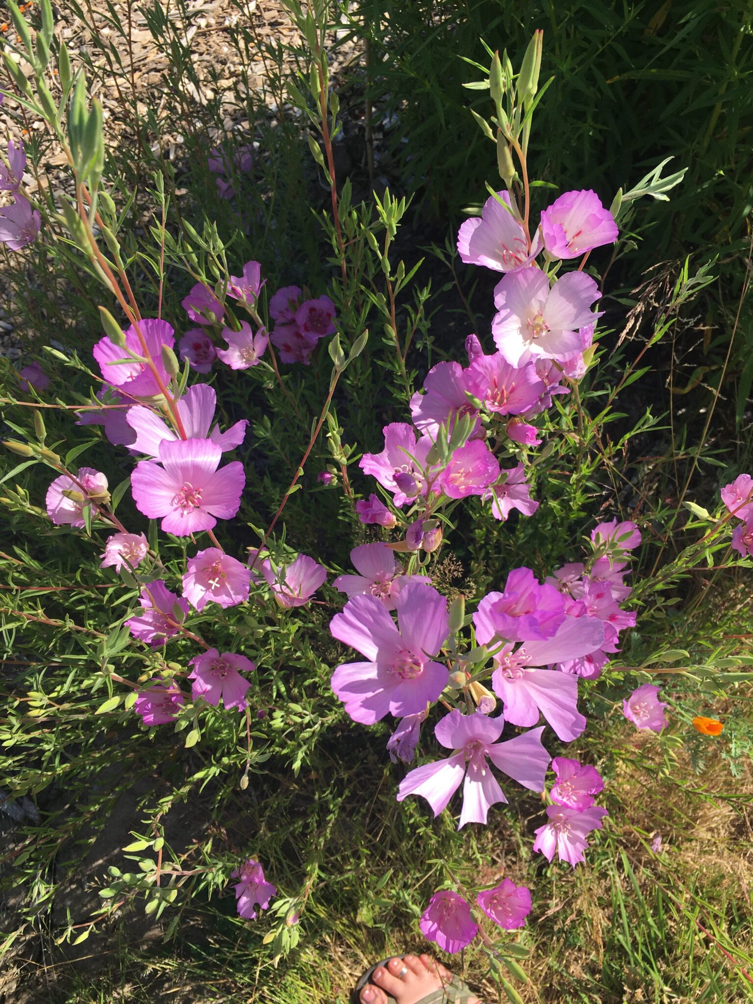 Top 10 Oregon Native Plants for Pollinators: Week 7 – Garden Ecology Lab