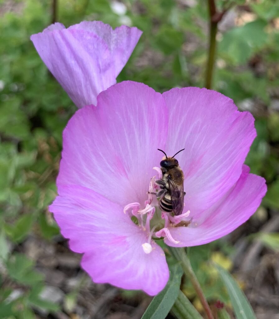 Top 10 Oregon Native Plants for Pollinators: Week 7 – Garden Ecology Lab