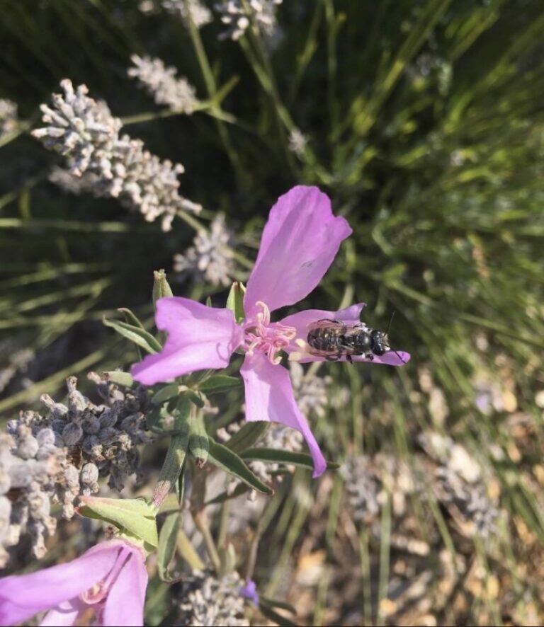 Top 10 Oregon Native Plants for Pollinators: Week 7 – Garden Ecology Lab