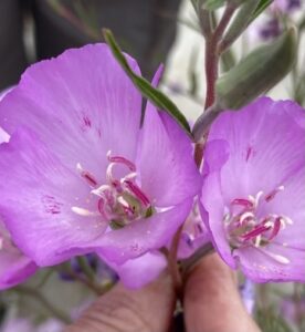 Top 10 Oregon Native Plants for Pollinators: Week 7 – Garden Ecology Lab