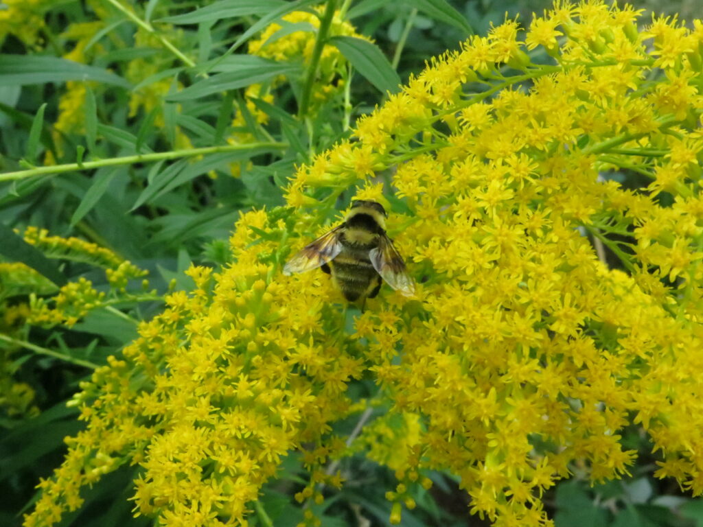 Top 10 Oregon Native Plants for Pollinators: Week 5 – Garden Ecology Lab
