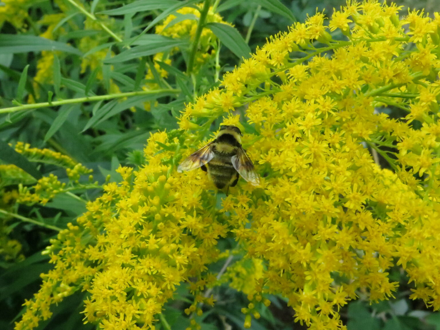 Top 10 Oregon Native Plants for Pollinators: Week 5 – Garden Ecology Lab