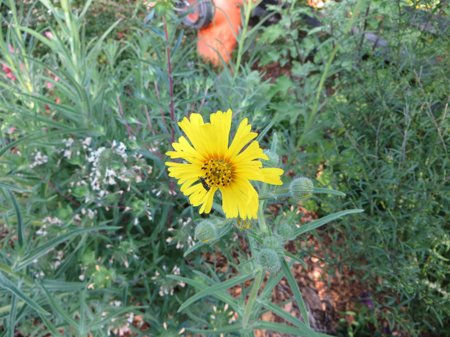Top 10 Oregon Native Plants for Pollinators: Week 6 – Garden Ecology Lab