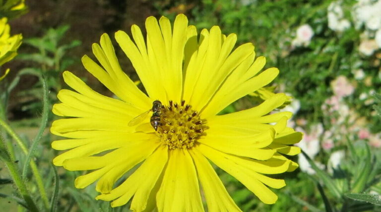 Top 10 Oregon Native Plants for Pollinators: Week 6 – Garden Ecology Lab
