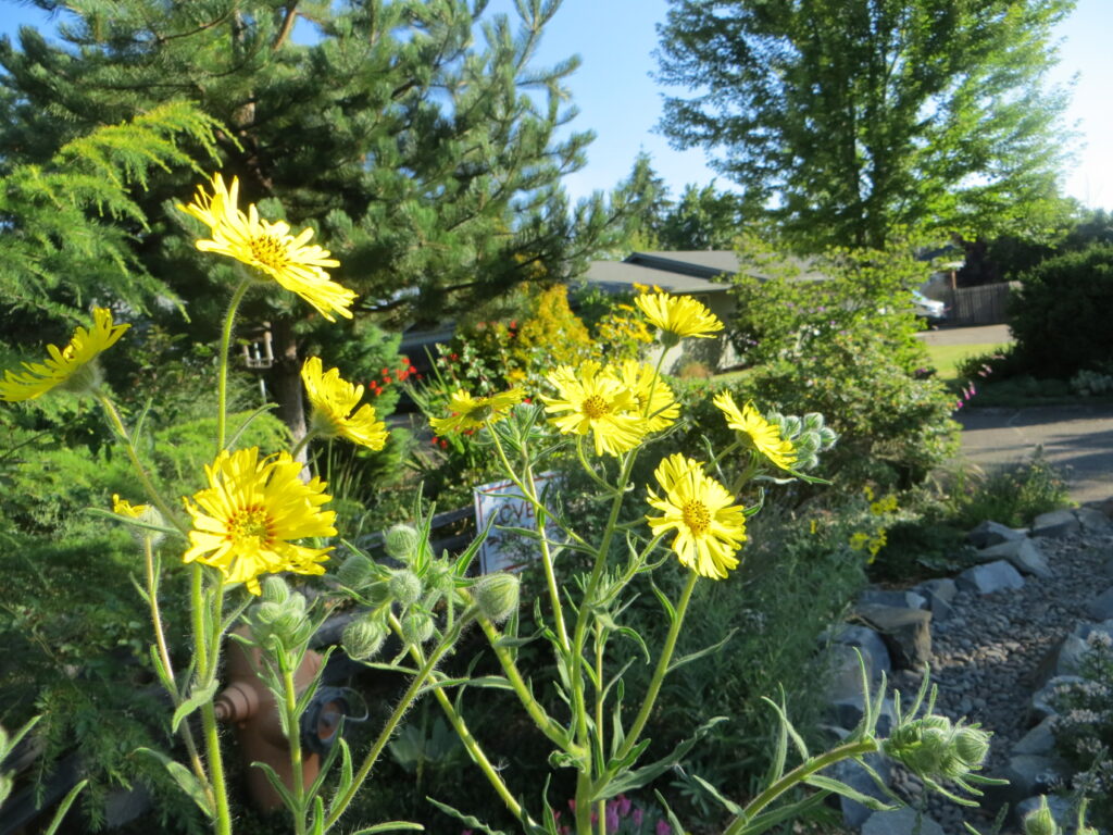 Top 10 Oregon Native Plants for Pollinators: Week 6 – Garden Ecology Lab