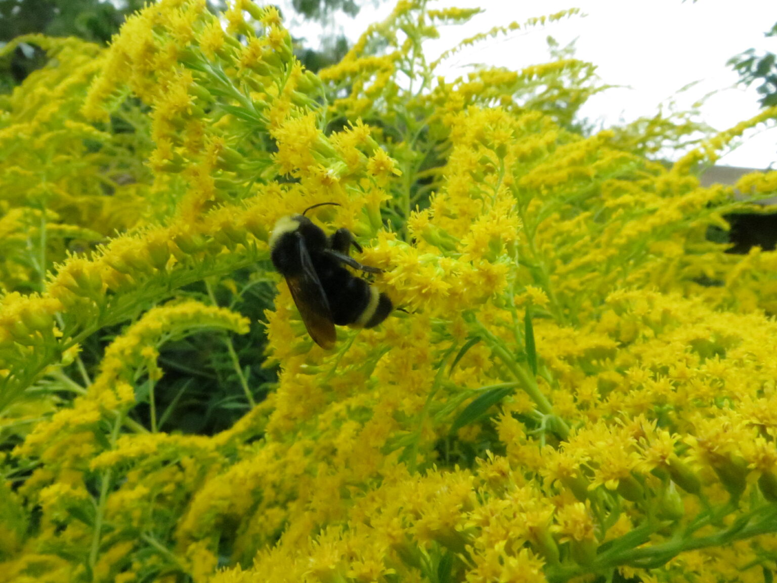 Top 10 Oregon Native Plants for Pollinators: Week 5 – Garden Ecology Lab