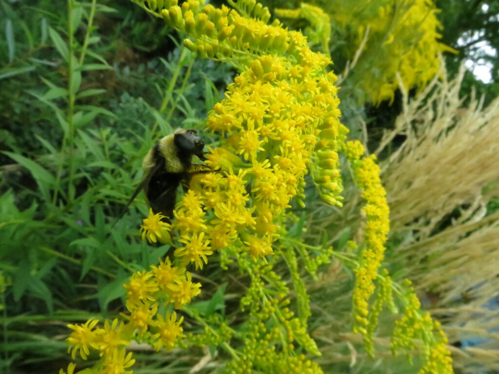 Top 10 Oregon Native Plants for Pollinators: Week 5 – Garden Ecology Lab