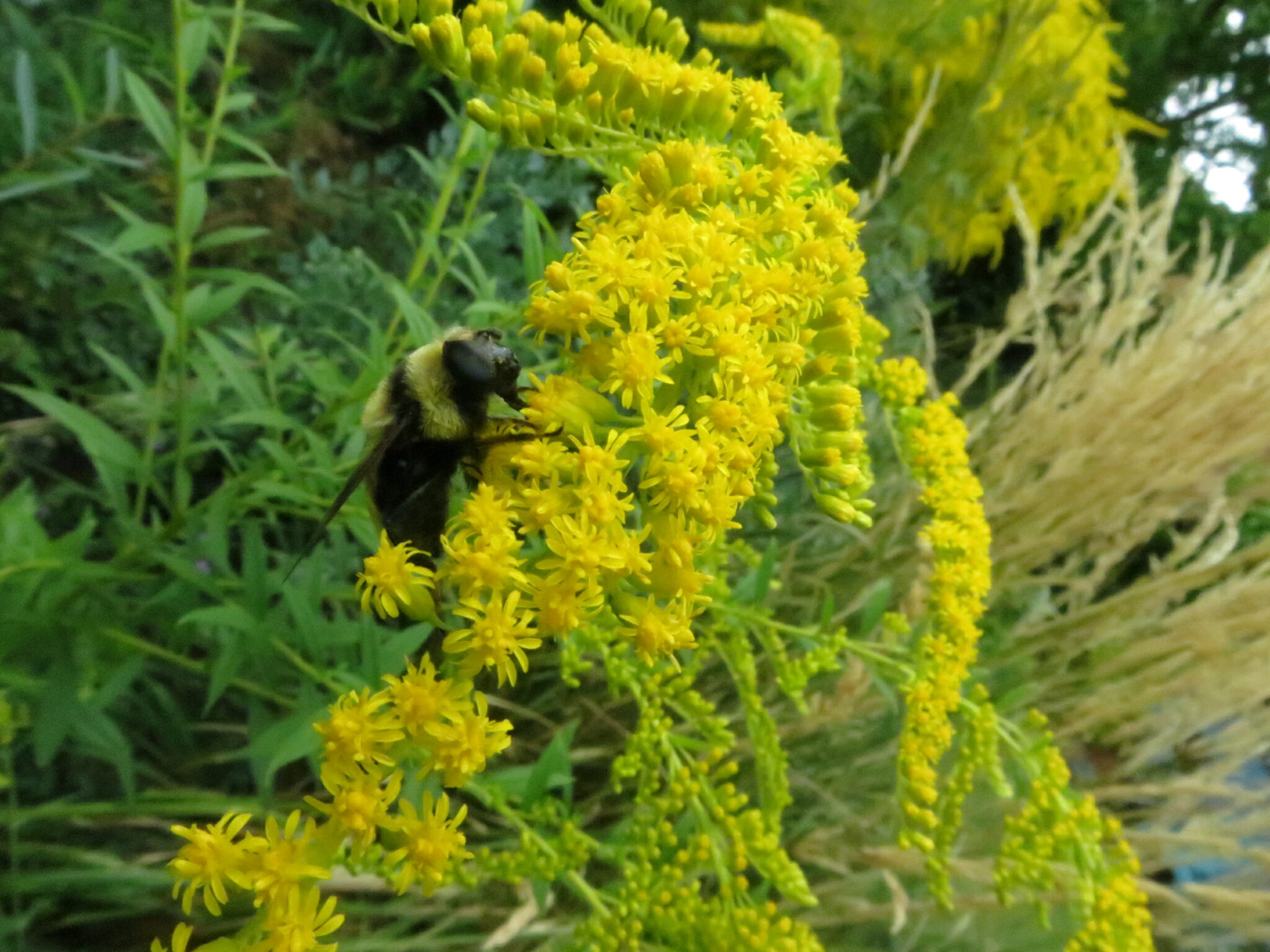 Top 10 Oregon Native Plants for Pollinators: Week 5 – Garden Ecology Lab