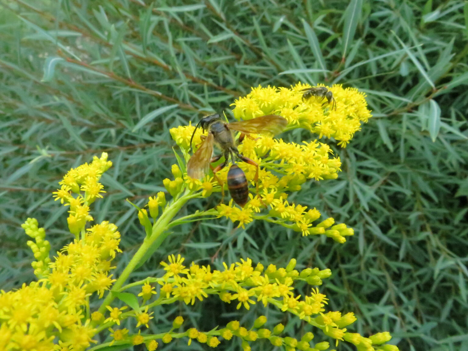 Top 10 Oregon Native Plants for Pollinators: Week 5 – Garden Ecology Lab