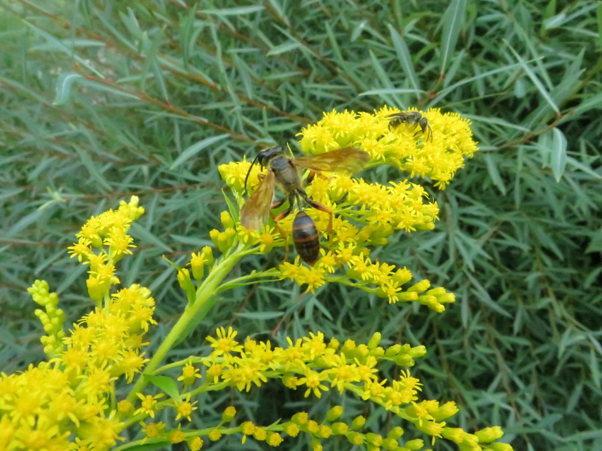 Top 10 Oregon Native Plants for Pollinators: Week 5 – Garden Ecology Lab