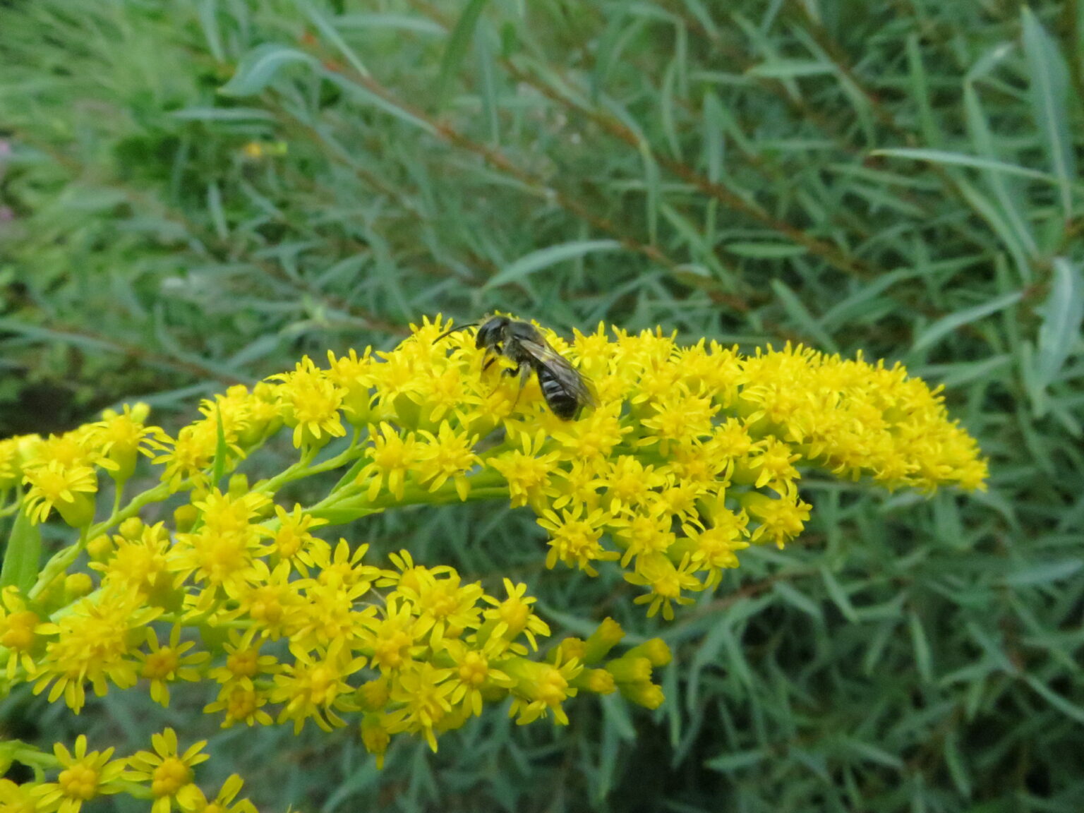 Top 10 Oregon Native Plants for Pollinators: Week 5 – Garden Ecology Lab