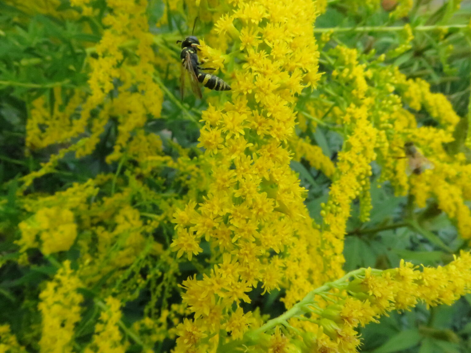 Top 10 Oregon Native Plants for Pollinators: Week 5 – Garden Ecology Lab