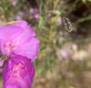 Top 10 Oregon Native Plants for Pollinators: Week 7 – Garden Ecology Lab