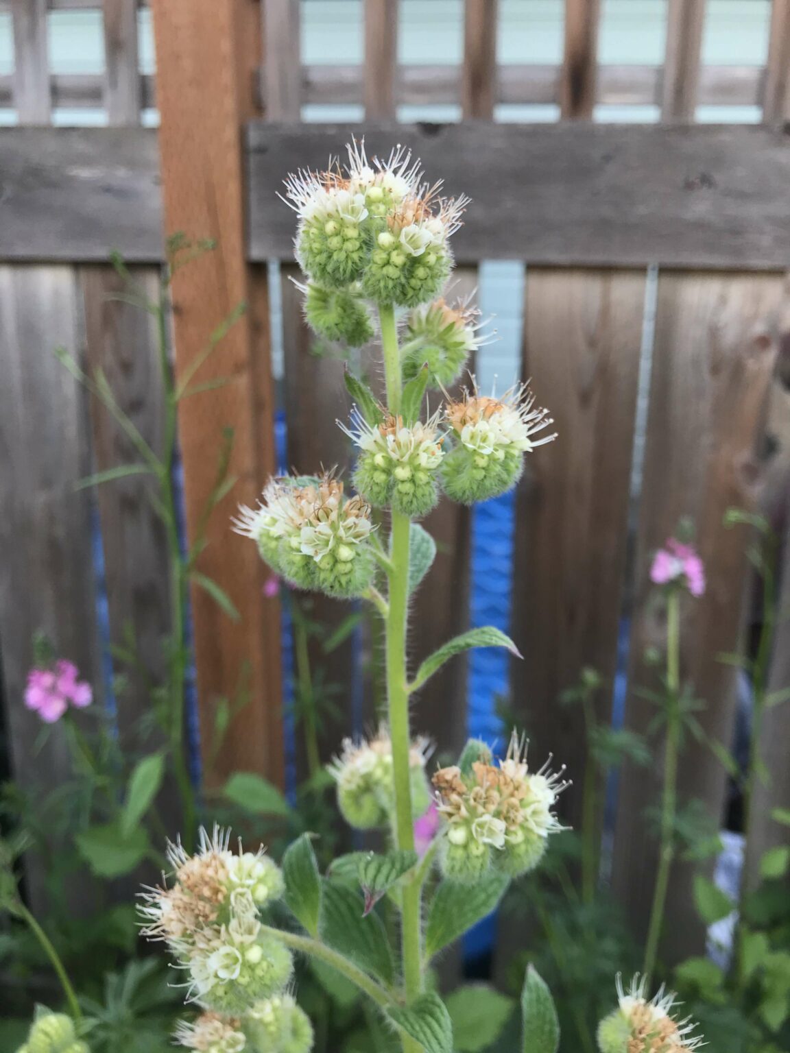 Top 10 Oregon Native Plants for Pollinators: Week 4 – Garden Ecology Lab