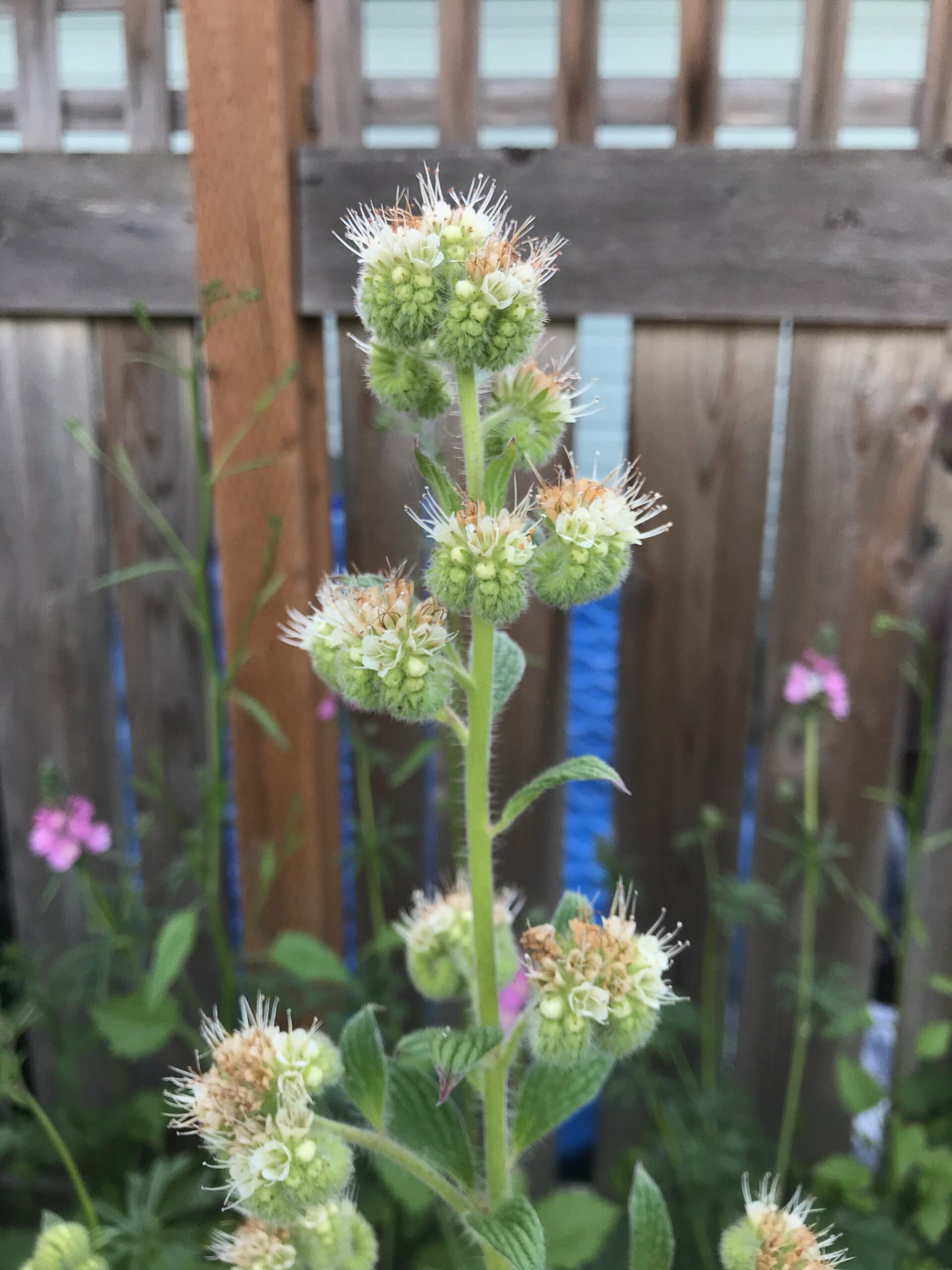Top 10 Oregon Native Plants for Pollinators: Week 4 – Garden Ecology Lab