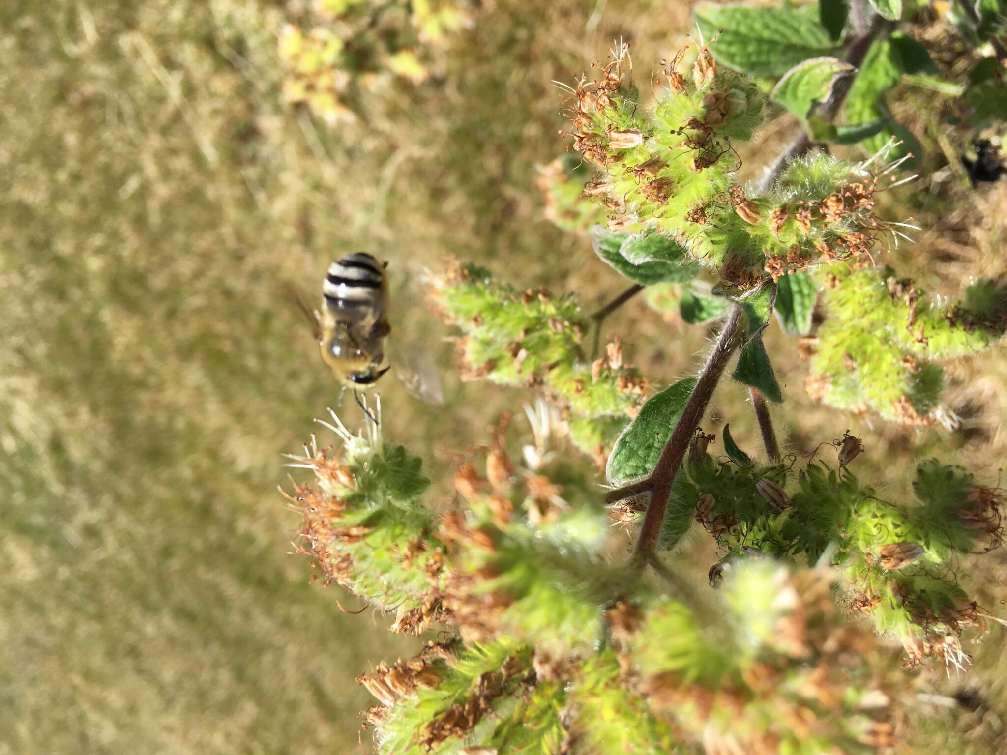 Top 10 Oregon Native Plants for Pollinators: Week 4 – Garden Ecology Lab