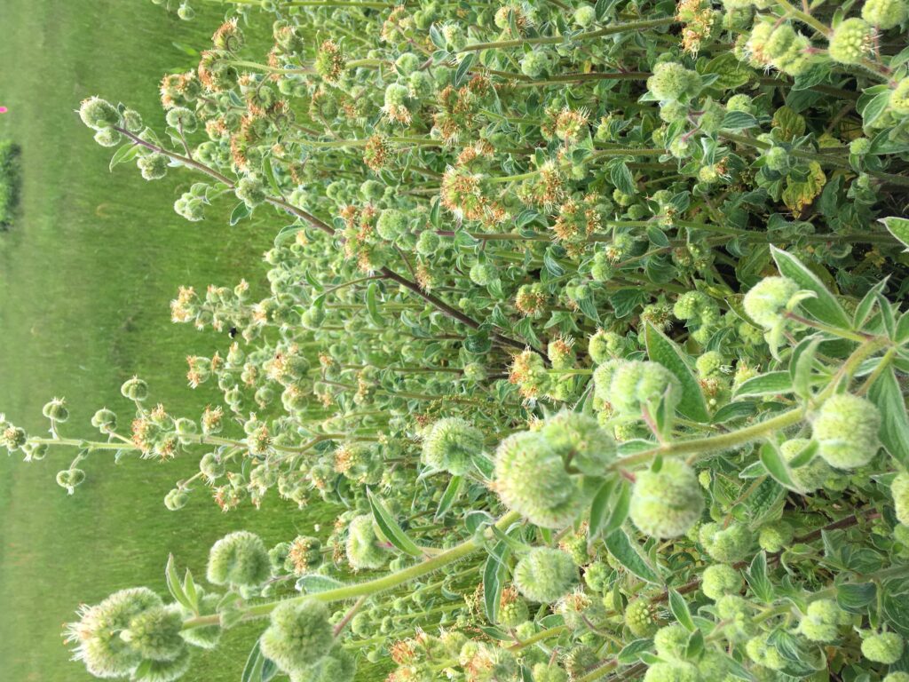 Top 10 Oregon Native Plants for Pollinators: Week 4 – Garden Ecology Lab