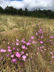 Top 10 Oregon Native Plants for Pollinators: Week 7 – Garden Ecology Lab