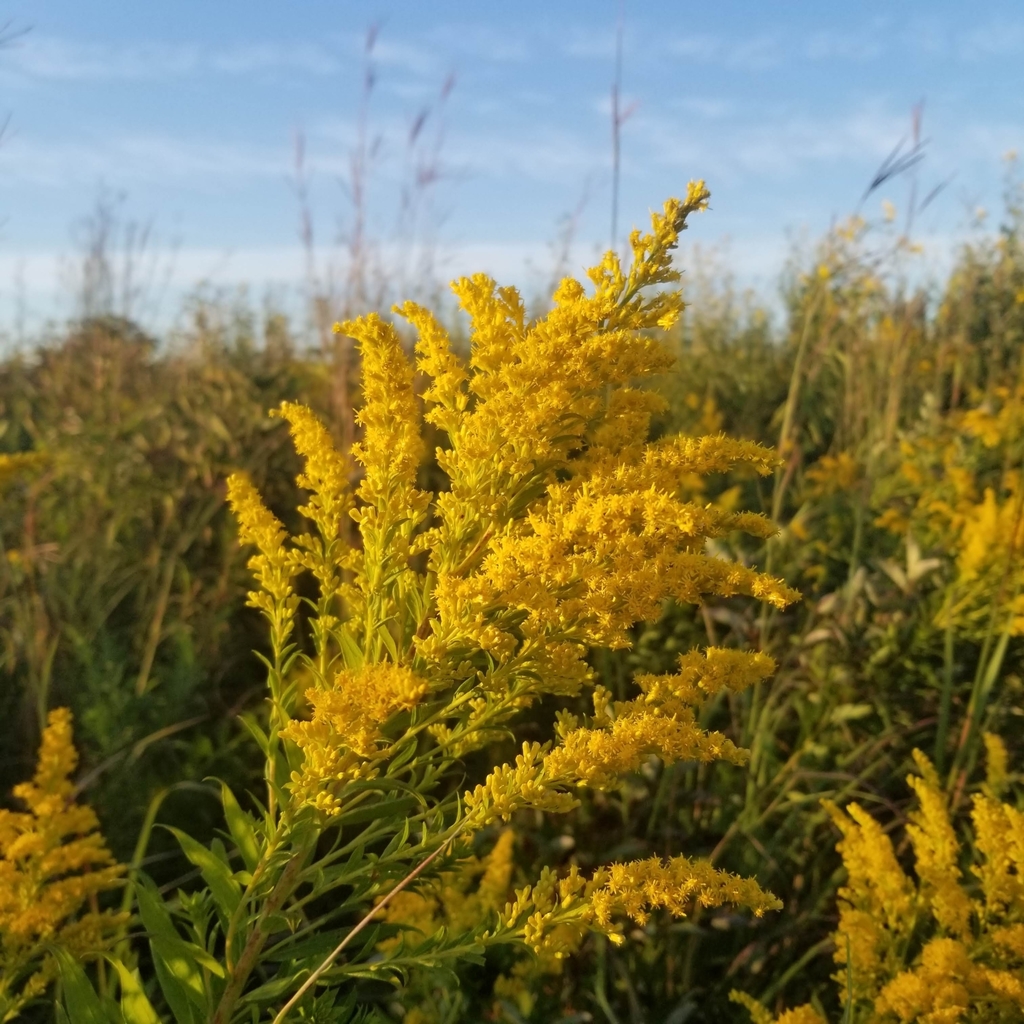 Top 10 Oregon Native Plants for Pollinators: Week 5 – Garden Ecology Lab