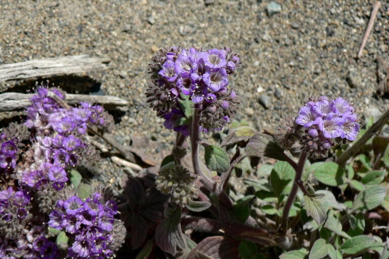 Top 10 Oregon Native Plants for Pollinators: Week 4 – Garden Ecology Lab