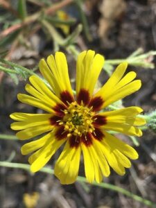 Top 10 Oregon Native Plants for Pollinators: Week 6 – Garden Ecology Lab