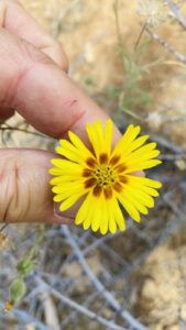 Top 10 Oregon Native Plants for Pollinators: Week 6 – Garden Ecology Lab