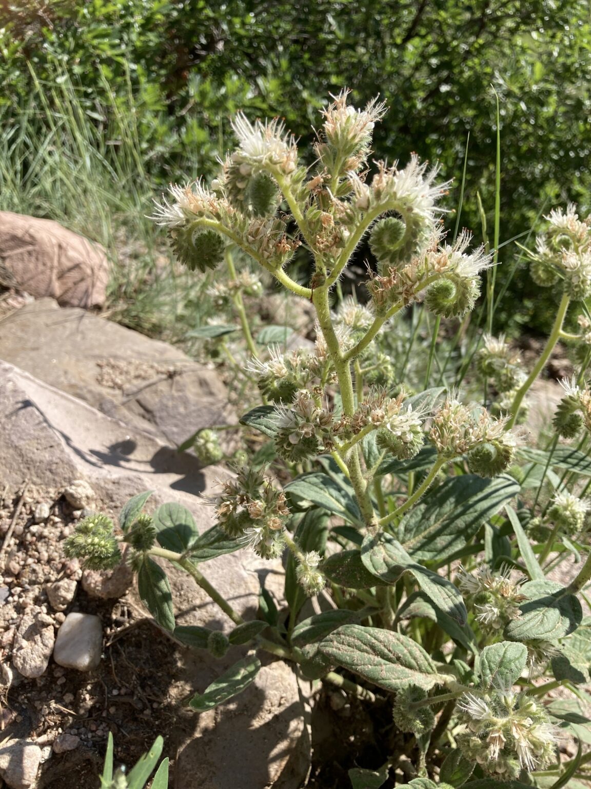 Top 10 Oregon Native Plants for Pollinators: Week 4 – Garden Ecology Lab