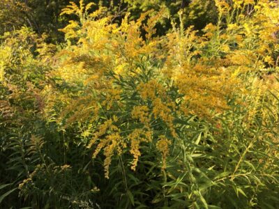 Top 10 Oregon Native Plants for Pollinators: Week 5 – Garden Ecology Lab