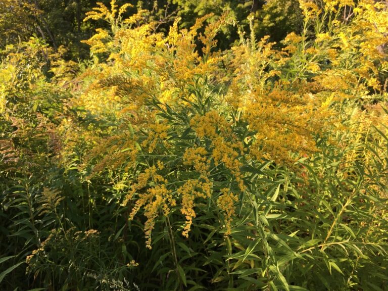 Top 10 Oregon Native Plants for Pollinators: Week 5 – Garden Ecology Lab