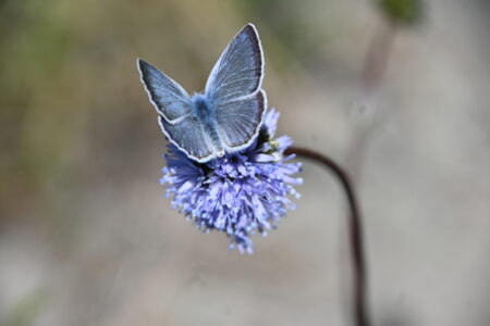Top 10 Oregon Native Plants for Pollinators: Week 8 – Garden Ecology Lab