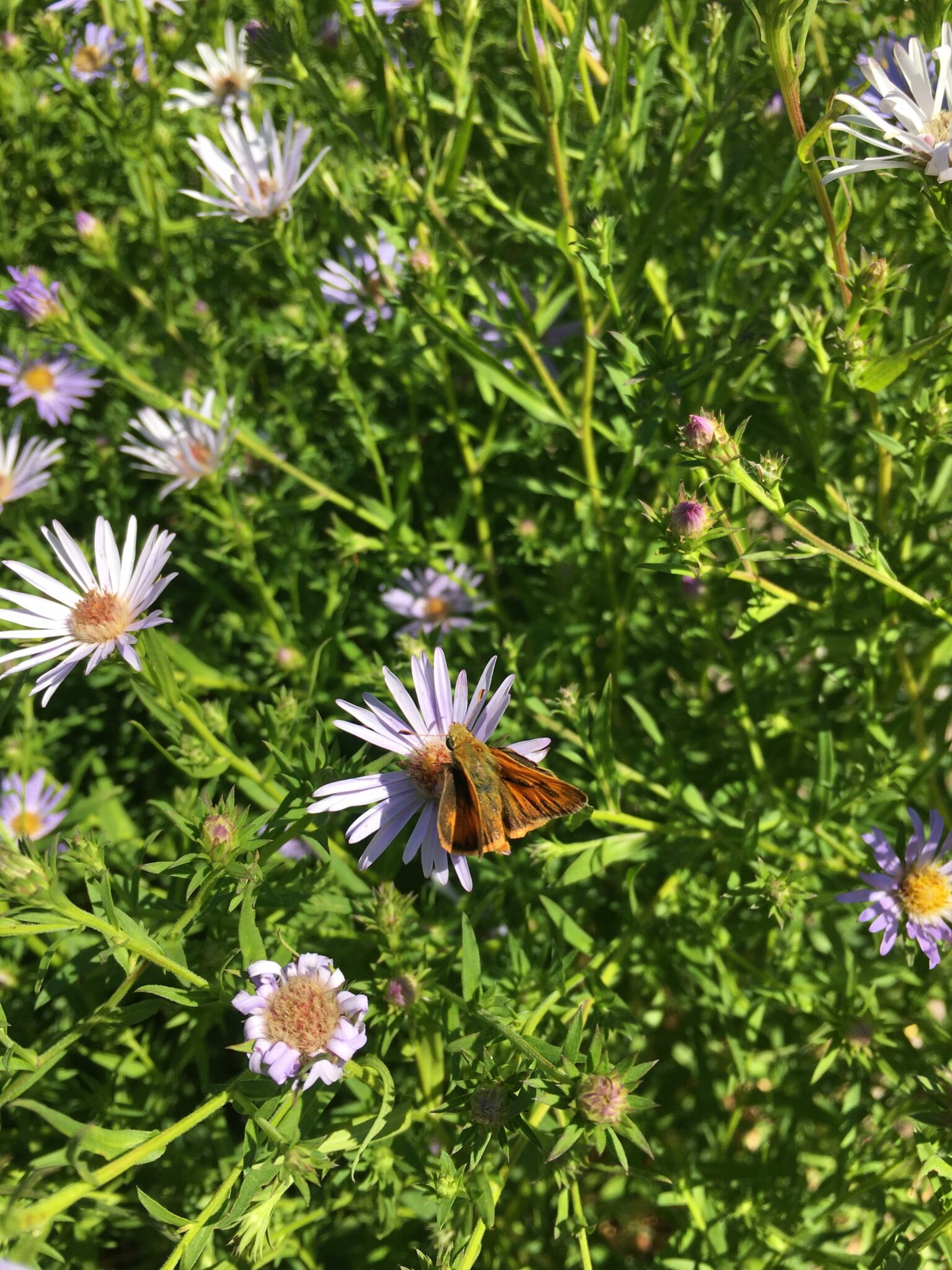 douglas aster | Garden Ecology Lab