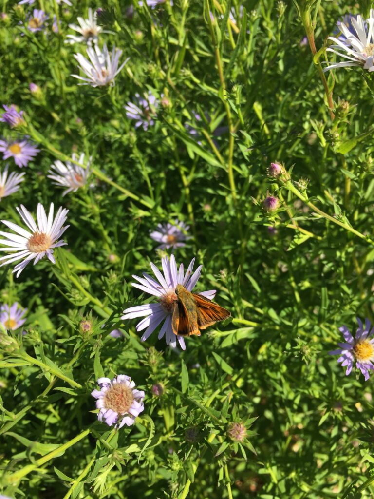 Top 10 Plants for Pollinators | Garden Ecology Lab