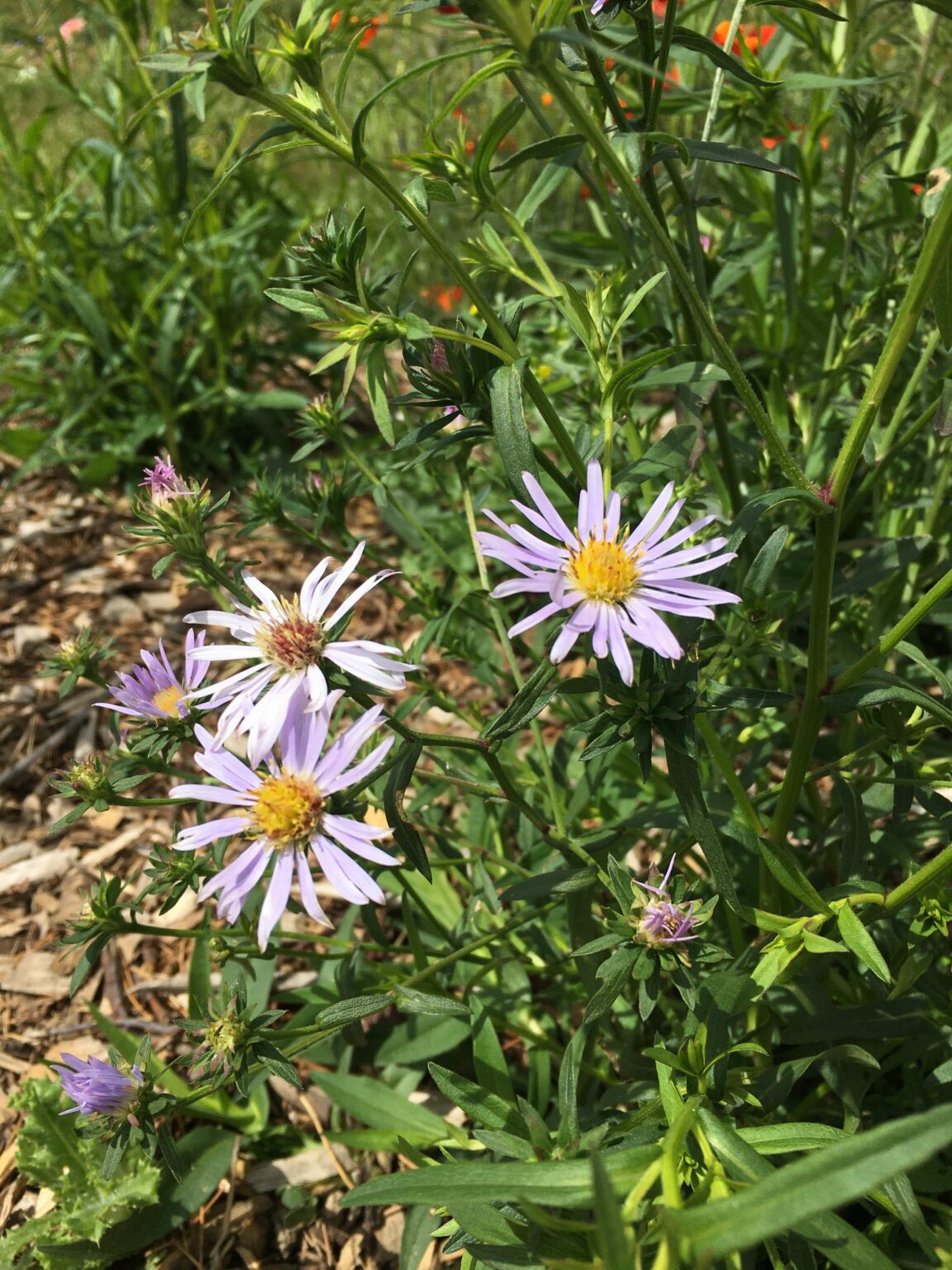 Top 10 Plants for Pollinators | Garden Ecology Lab