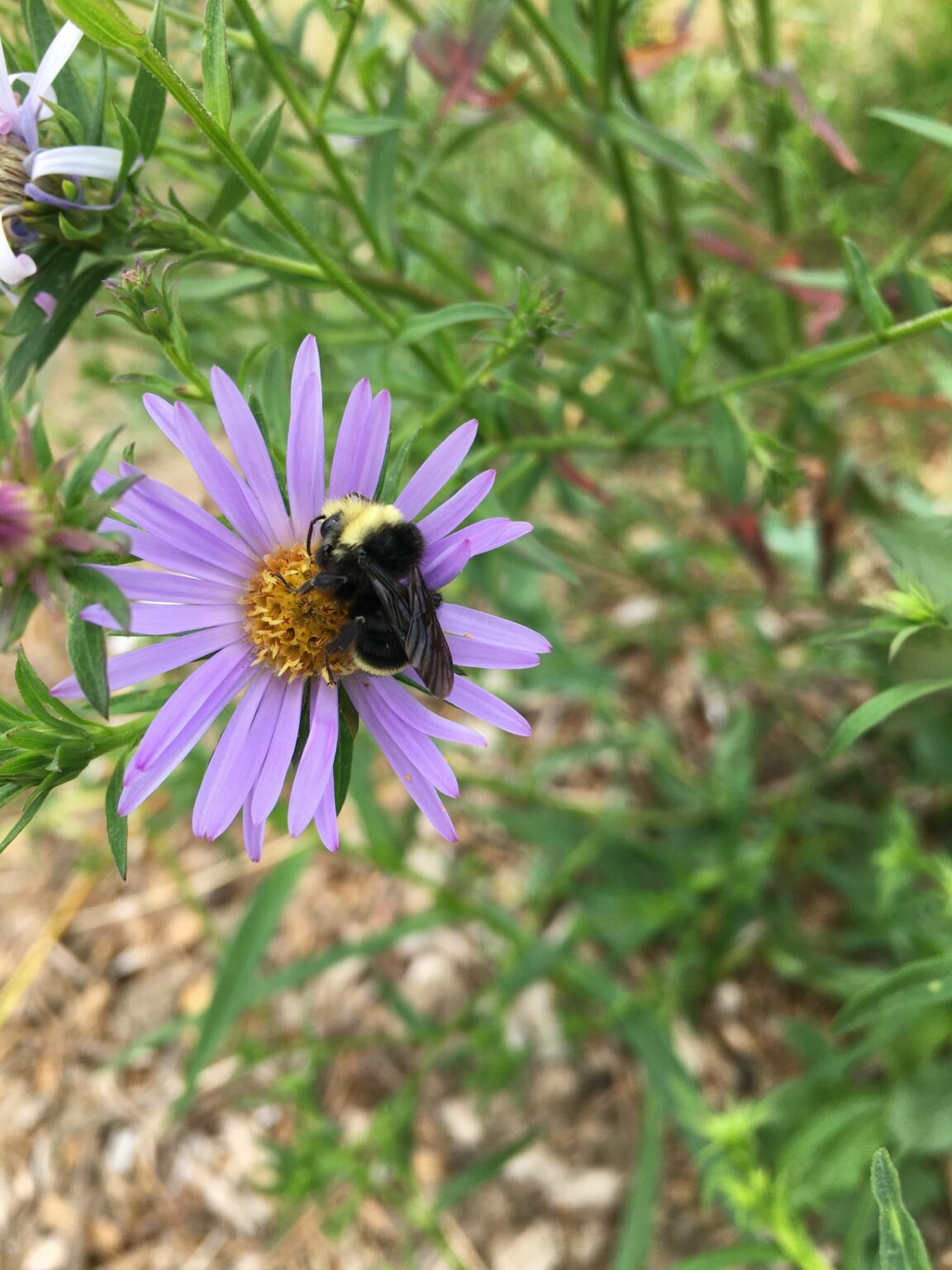 douglas aster | Garden Ecology Lab