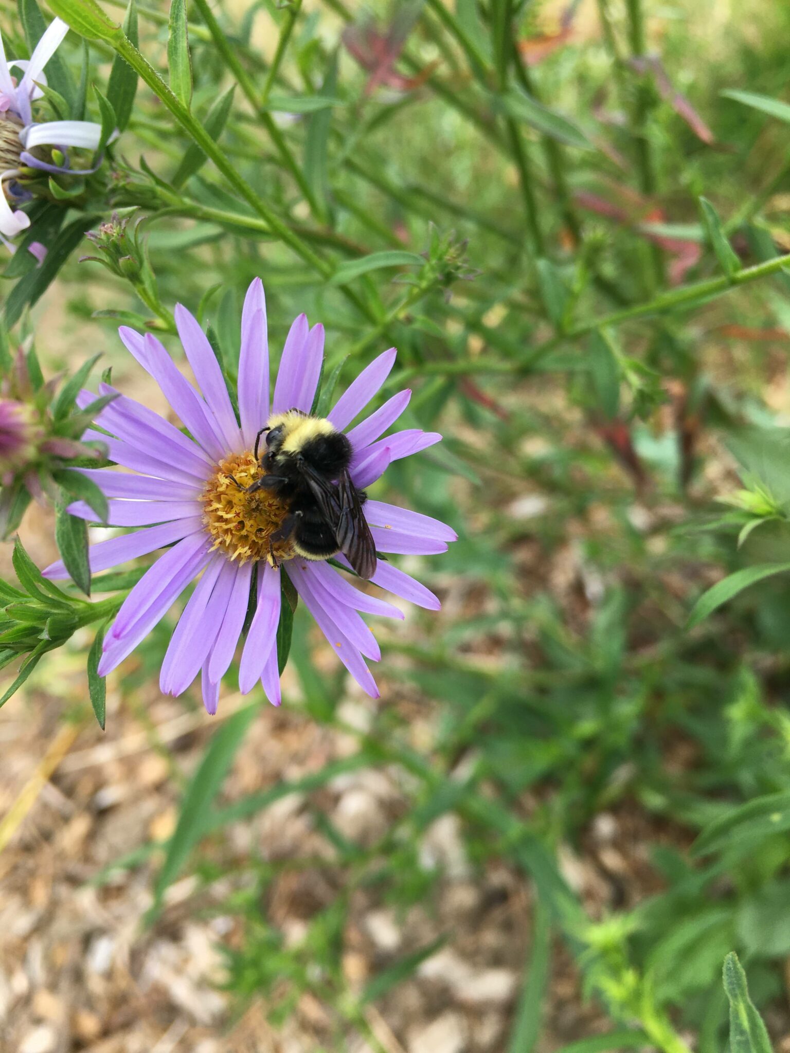 Top 10 Oregon Native Plants for Pollinators: WEEK 10!! – Garden Ecology Lab