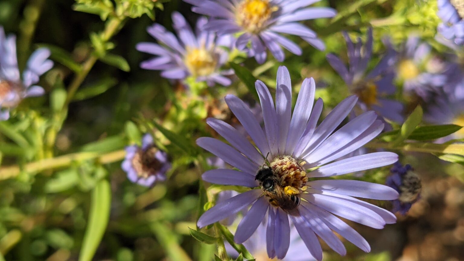 Top 10 Plants for Pollinators | Garden Ecology Lab