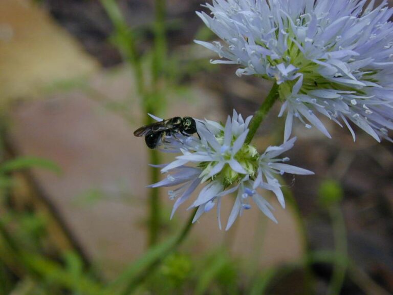 Top 10 Oregon Native Plants for Pollinators: Week 8 – Garden Ecology Lab