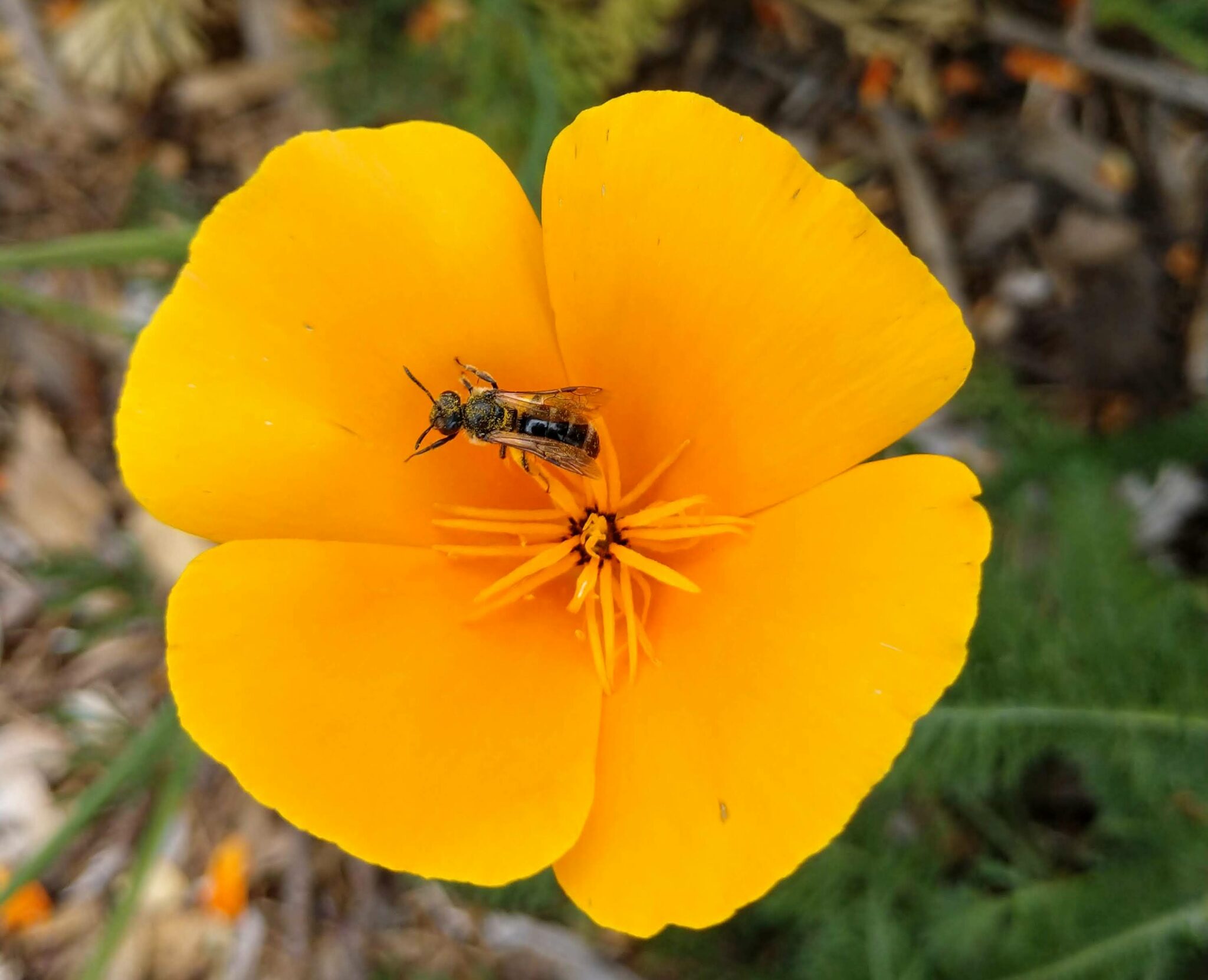 Top 10 Oregon Native Plants for Pollinators: Week 9 – Garden Ecology Lab