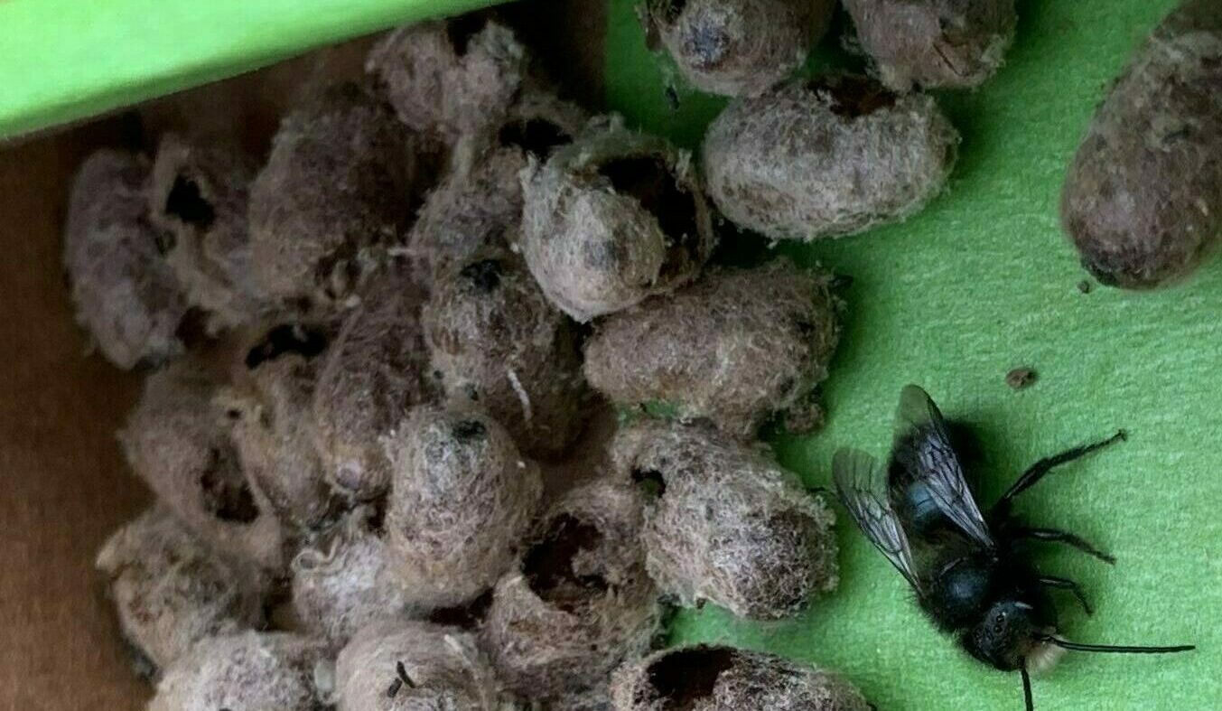 Garden Ecology Lab | Socio-ecological research in urban and suburban ...