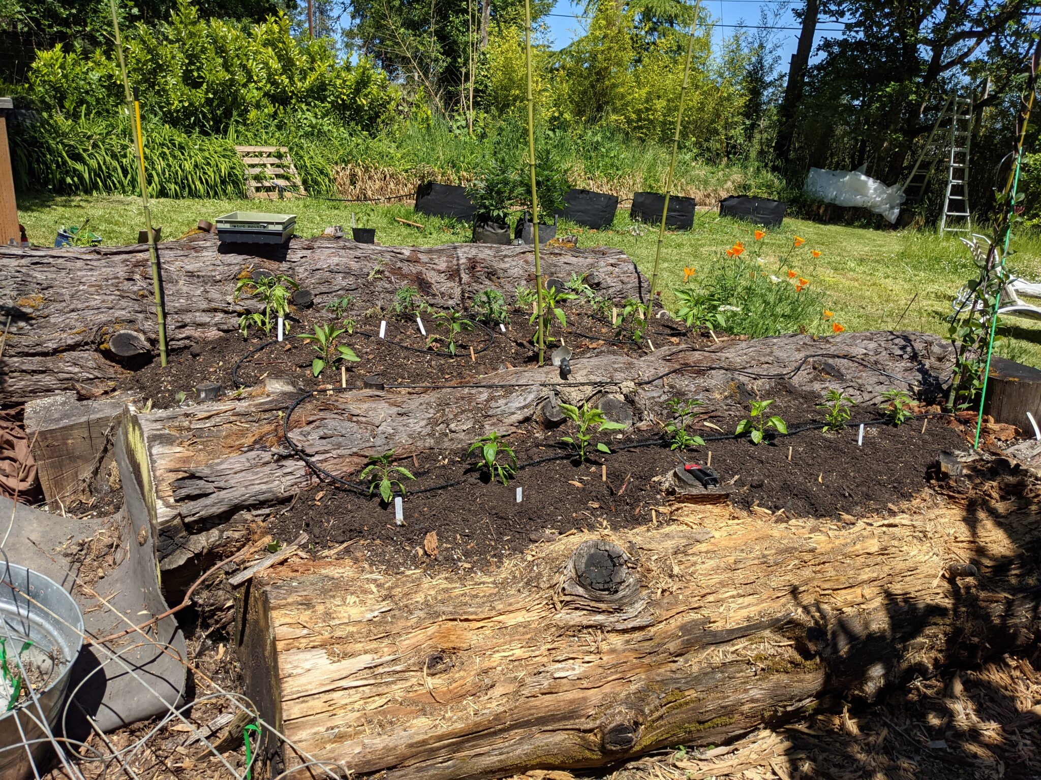 Garden Ecology Lab | Socio-ecological research in urban and suburban ...