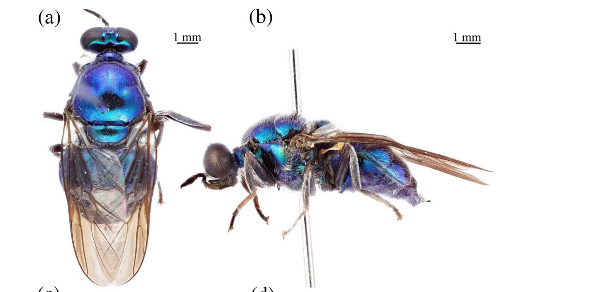 Pollinator Week 2022 – Garden Ecology Lab