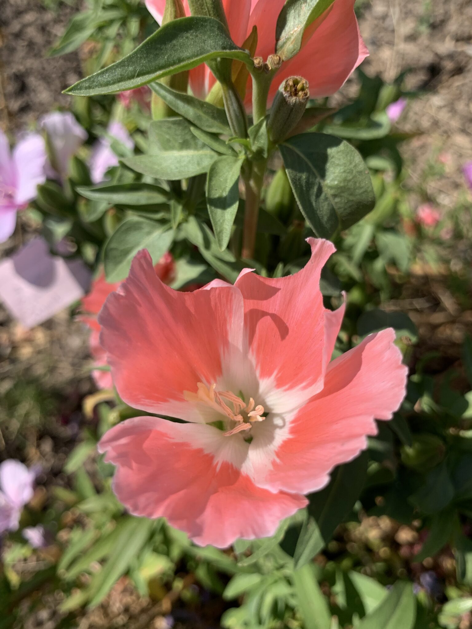 Garden Ecology Lab | Socio-ecological research in urban and suburban ...