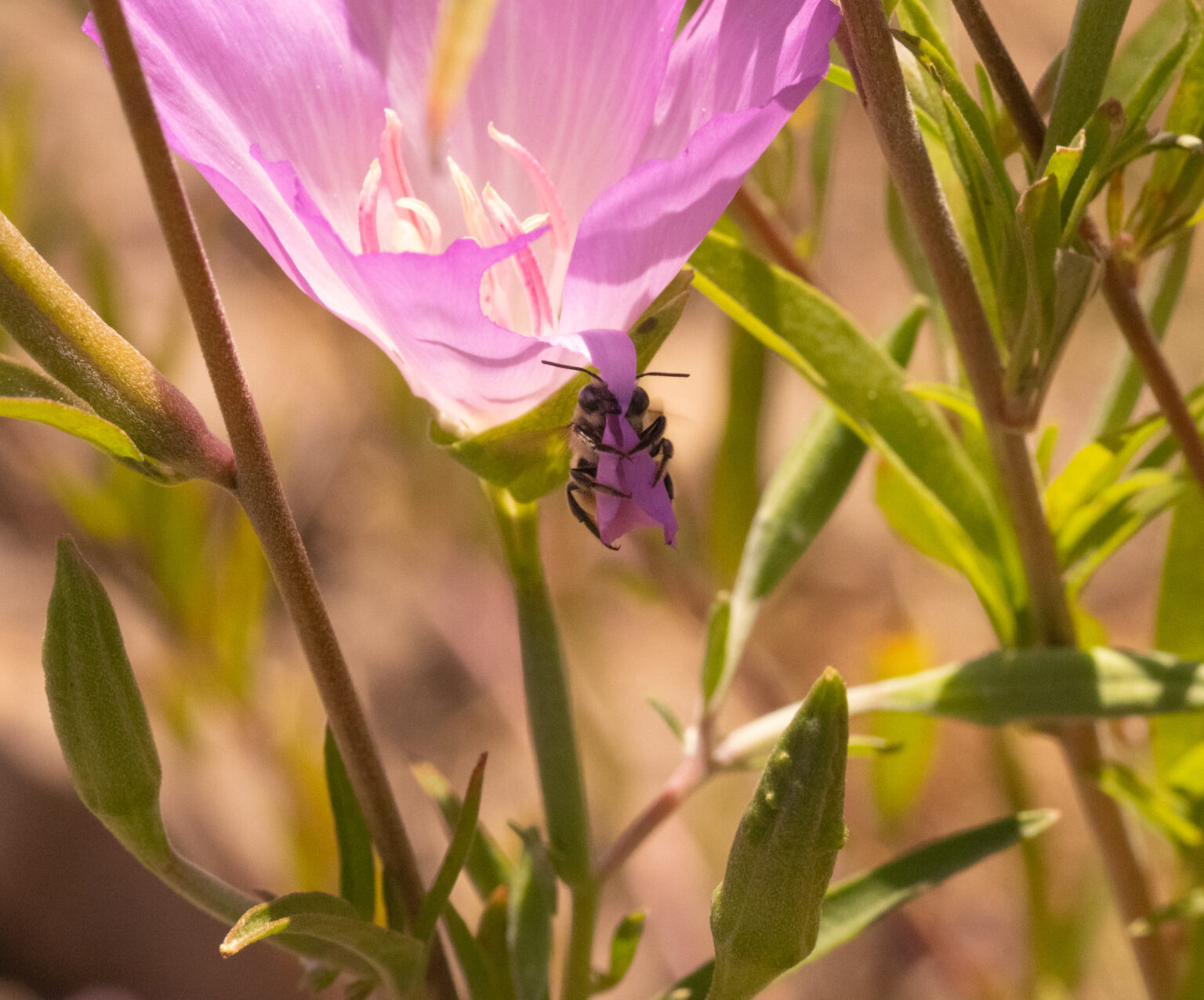 Petal-cutting Bees! – Garden Ecology Lab