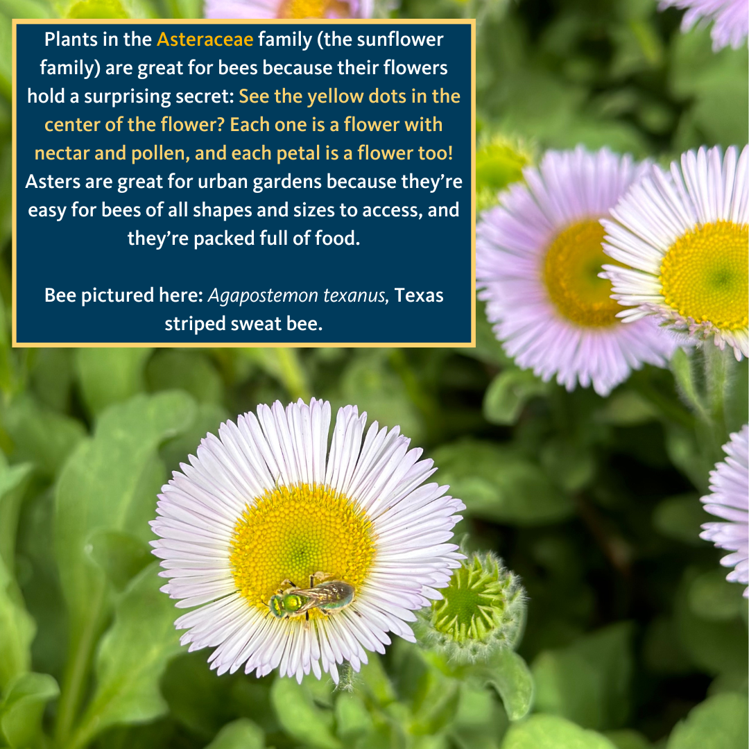 Behind the Scenes of the Portland Bee Guide! – Garden Ecology Lab