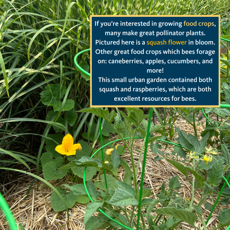 Garden Ecology Lab | Socio-ecological research in urban and suburban ...